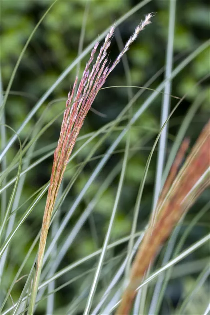 Miscanthus kleine silberspinne store